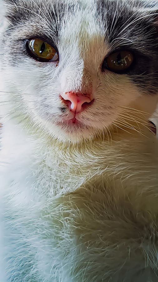 Cats stock image. Image of oreo, pets, catlover, cute - 319421991