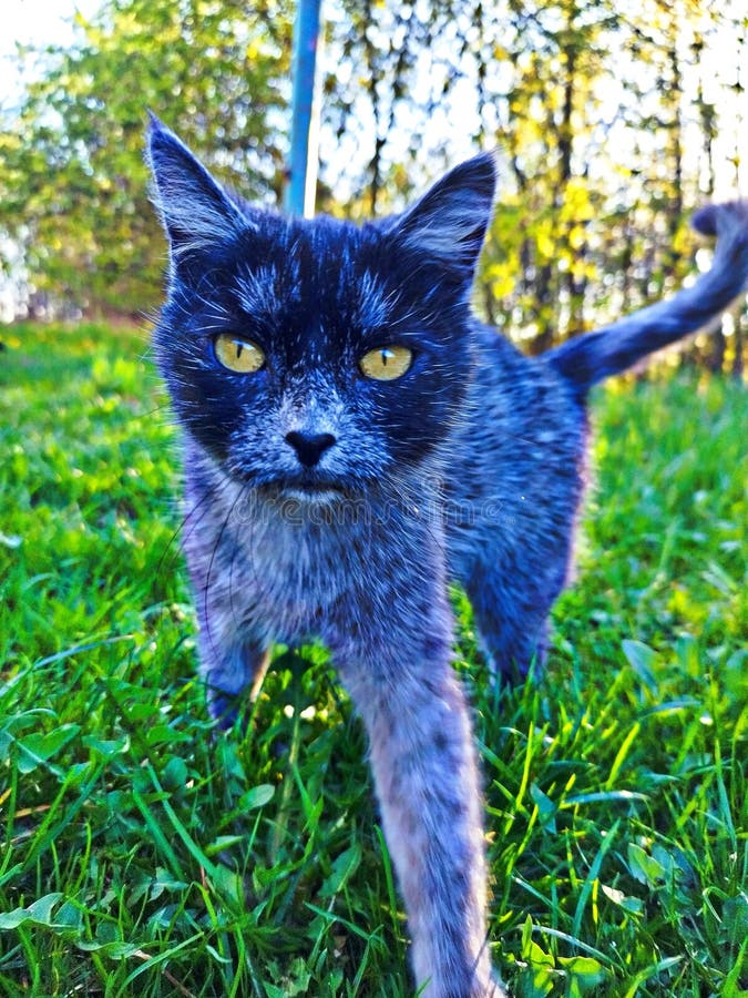 Cats Beautiful Wise Creatures Stock Photos - Free & Royalty-Free Stock Photos from Dreamstime