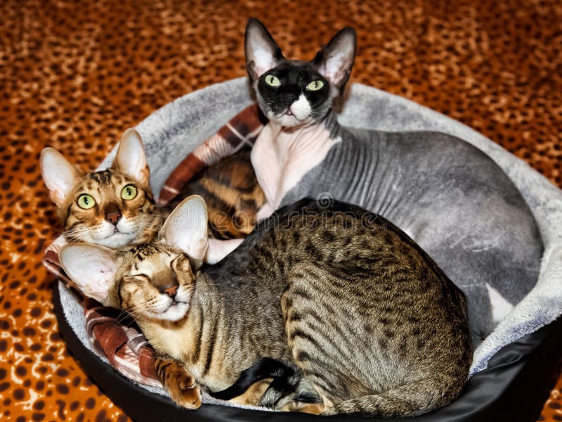 Cats with Big Ears Sleep Together in Cat Bed Stock Photo - Image of ...