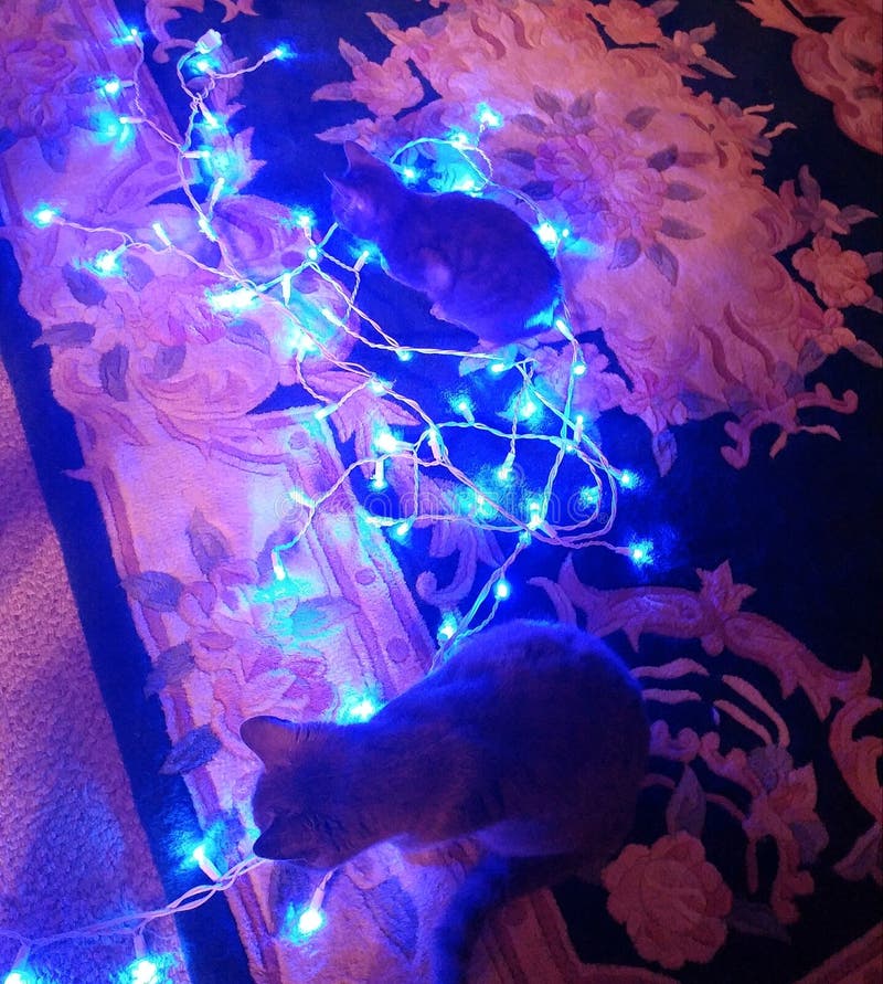 Cats in blue stock image. Image of lights, christmas - 83271557