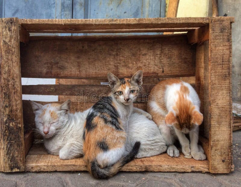 Cats in a box stock image. Image of unity, fight, together - 126890721
