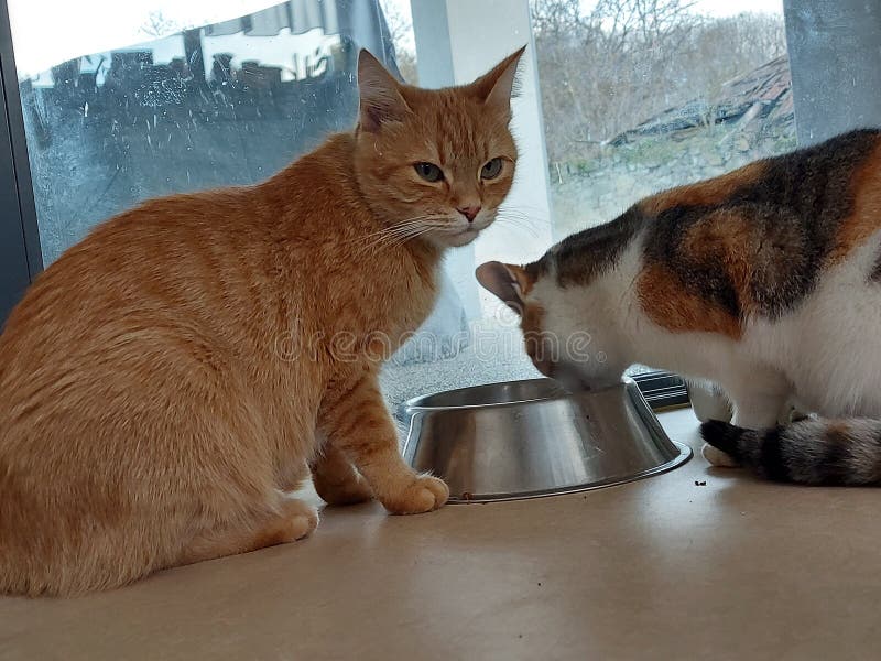 Cats Eat Breakfast in Pairs Stock Image - Image of pets, morning: 119063887