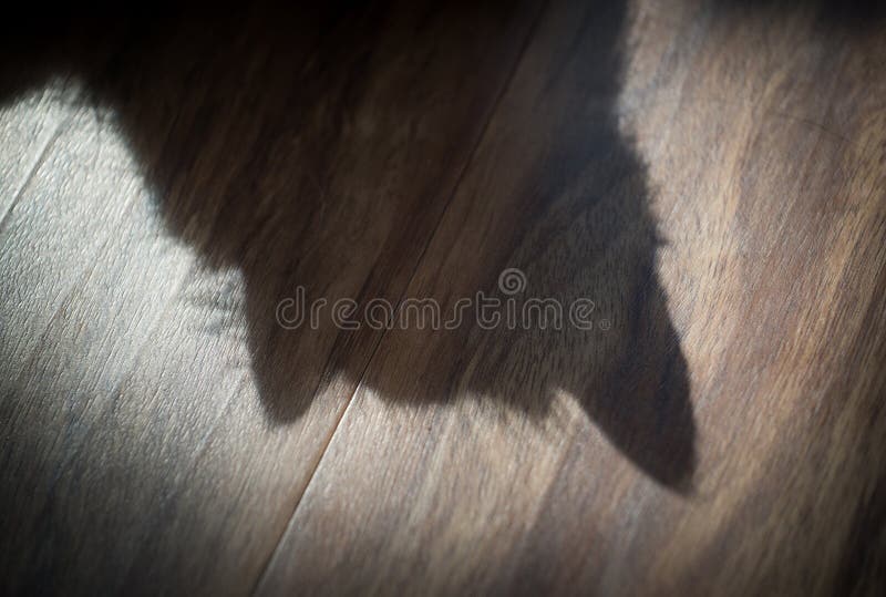 An Abstract View of the Shadow of the Cat. Stock Image - Image of ...