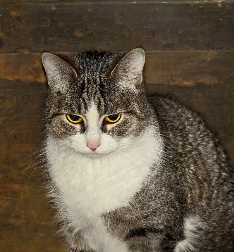 Cats stock image. Image of pink, kitty, domestic, animals - 149277863