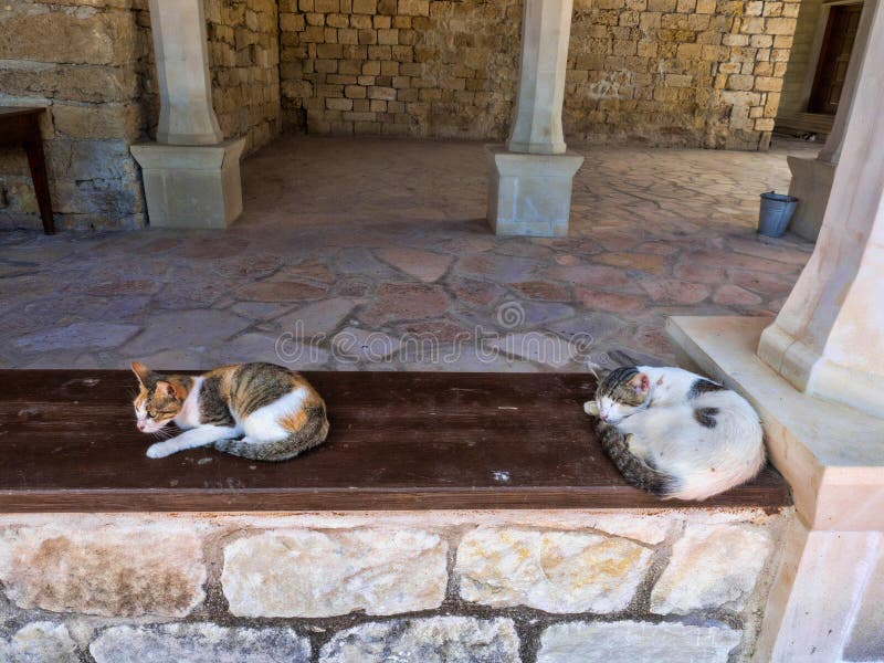 Cats in Cat Monastery Limassol, Cyprus Stock Photo - Image of tourist ...