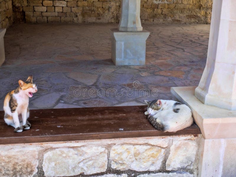 Cats in Cat Monastery Limassol, Cyprus Stock Image - Image of tower ...