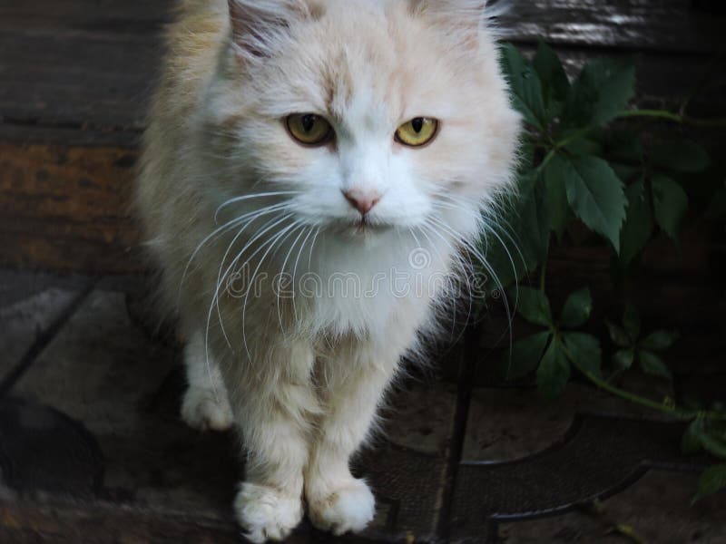 Cats stock photo. Image of beautiful, mustache, hand - 70609530