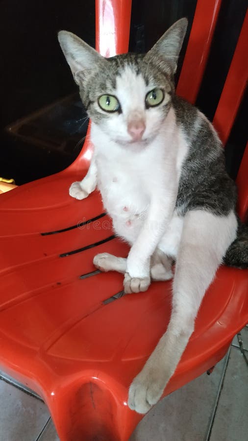 Cats in Chair stock image. Image of nose, cats, puppy - 203645773