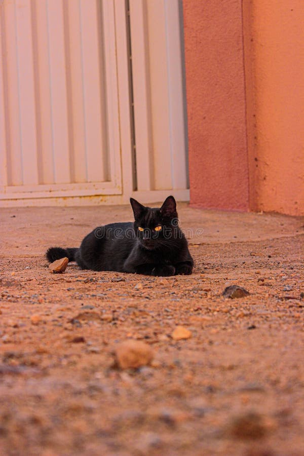 Cats_chat stock photo. Image of adorable, beutuful, cats - 203283732