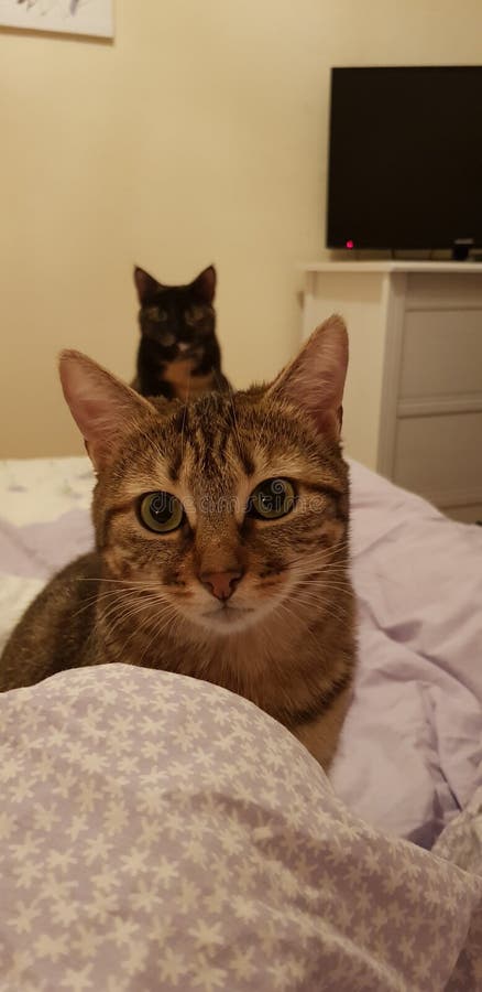 Cats chats two deux lit stock image. Image of deux, chats - 176371883