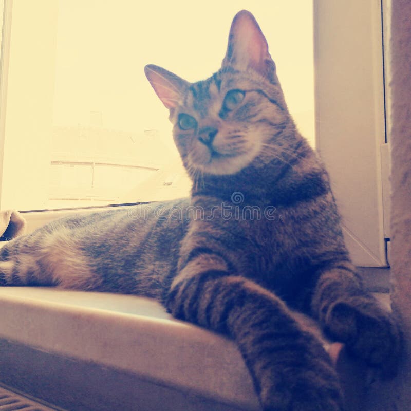 Cats chill at window stock photo. Image of whiskers, bengal - 97941812