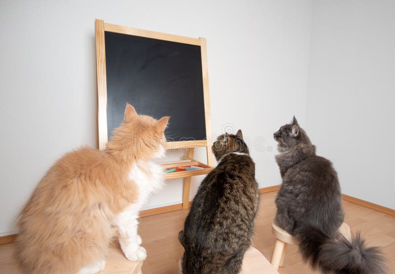 Cats in Class Looking at Blackboard Stock Photo - Image of adorable ...