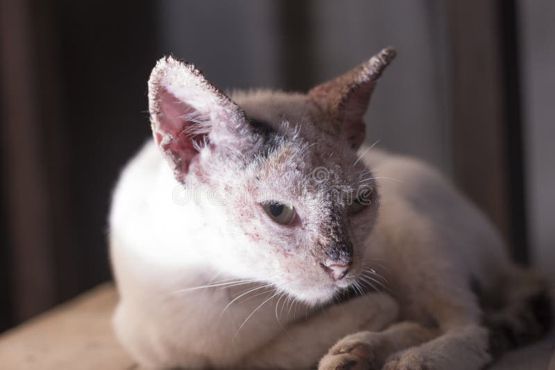 Scabies On Cats