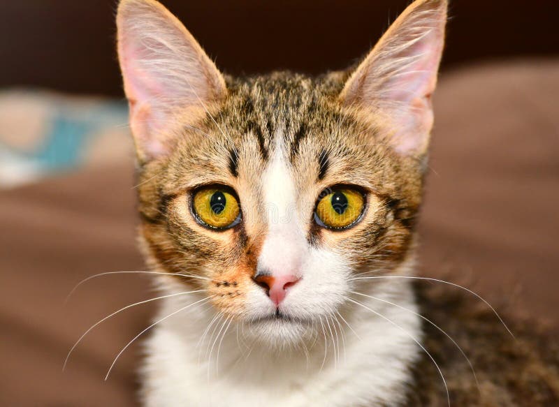 Cats close-up stock image. Image of environment, kittens - 76869499