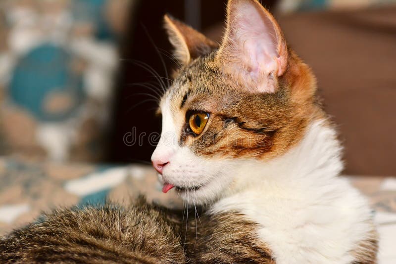 Cats close-up stock image. Image of claws, mammal, mammals - 76869505