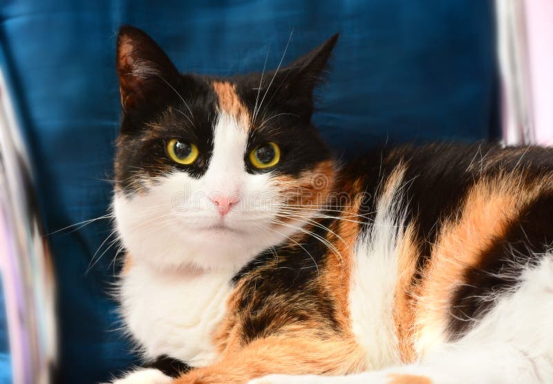 Cats close-up stock image. Image of kittens, mammals - 76920237