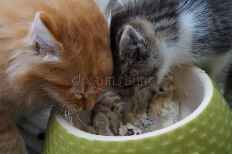 223 Cats Pouncing Stock Photos - Free & Royalty-Free Stock Photos from ...