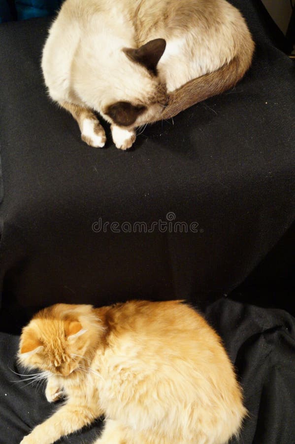 Cats stock photo. Image of kitteh, long, eyes, belly - 176812756