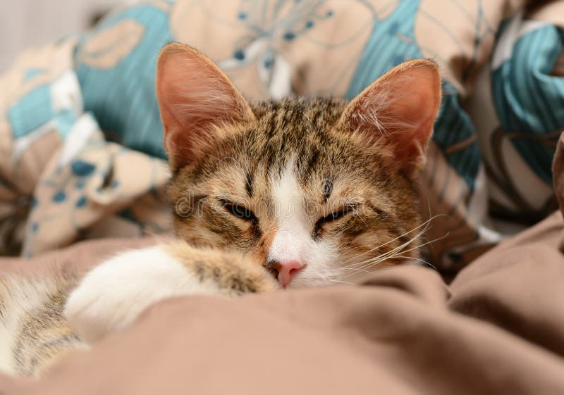 Cats close-up stock photo. Image of mammals, silvestris - 76869462