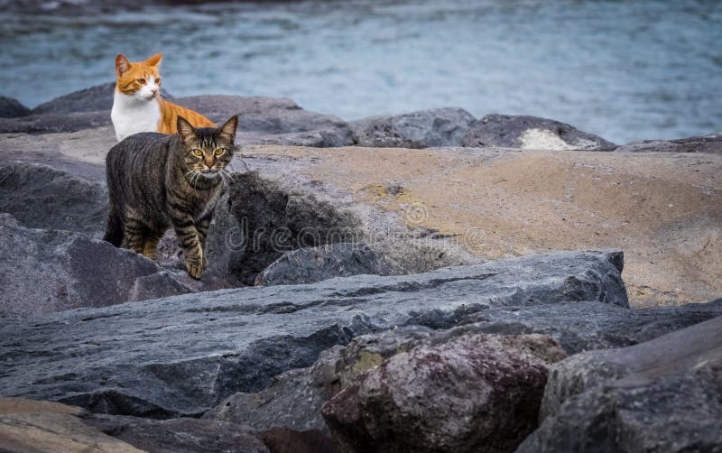 Cats on the coast stock photo. Image of gazing, coast - 66437706