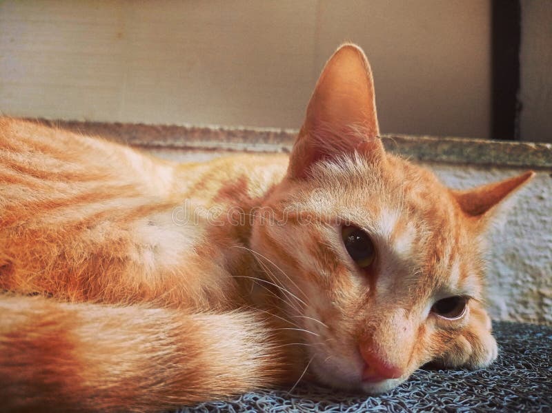 Cats and Coffee stock image. Image of cats, eyes, orange - 214323041