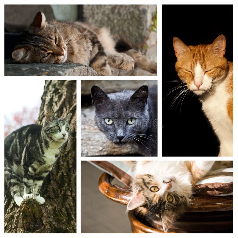 Cats Collage Background