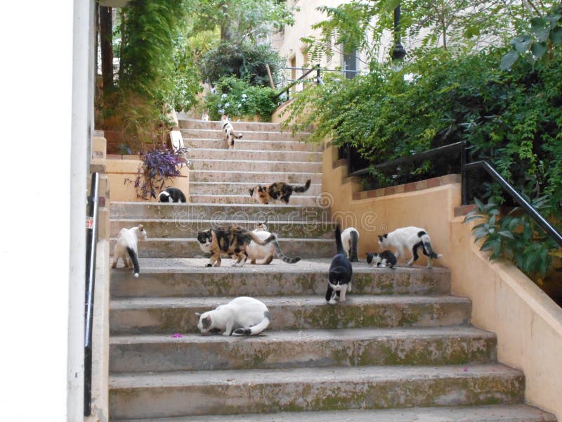 Cats Congregated Stock Photos - Free & Royalty-Free Stock Photos from ...