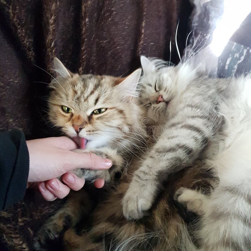 Cats cuddling stock image. Image of kittens, cuddling - 155318319