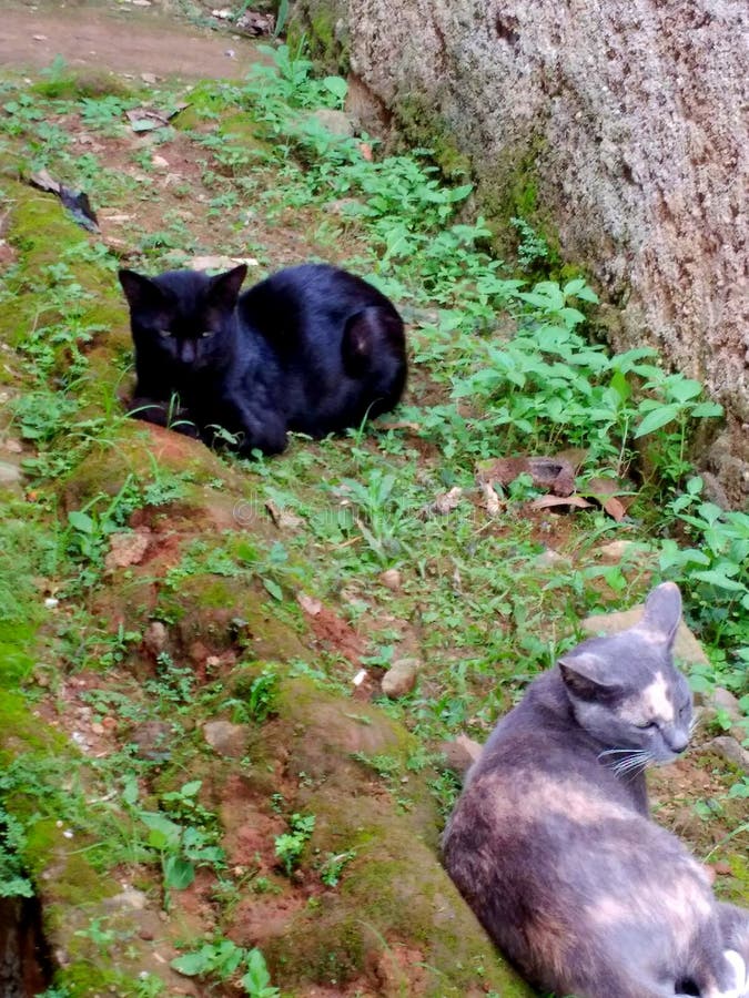 Cats dates stock photo. Image of dates, watching, interaction - 106713576