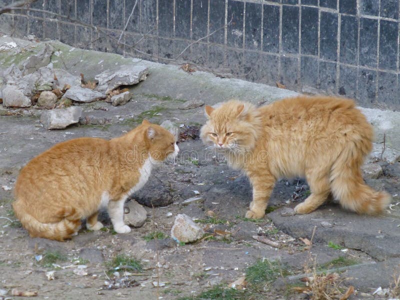 Cats divide territory. stock photo. Image of wild, cats - 130573726