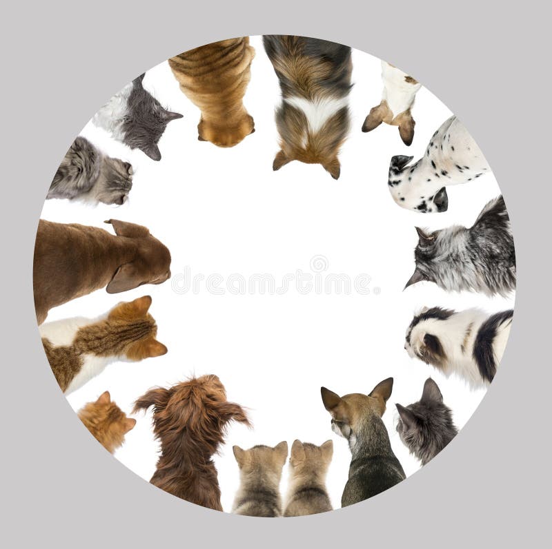 1,611 Circle Cat Picture Cute Stock Photos - Free & Royalty-Free Stock ...