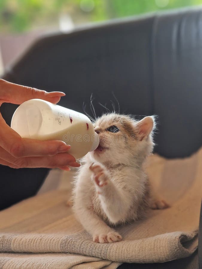 Cats Drinking Milk from Bottles Stock Photo - Image of band, bottles ...