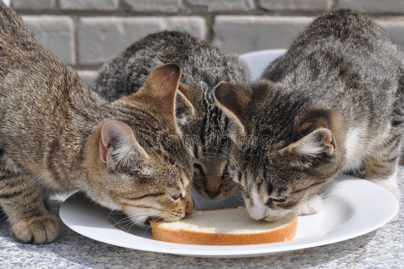 Cats eat stock image. Image of dish, skinny, striped - 26160329