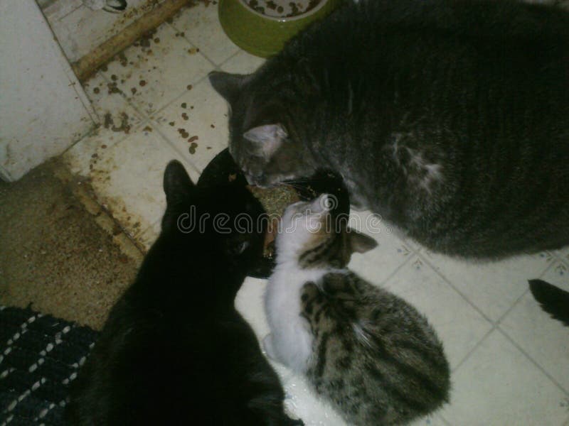 Cats Eating stock image. Image of polydactyl, kitteh - 176286953