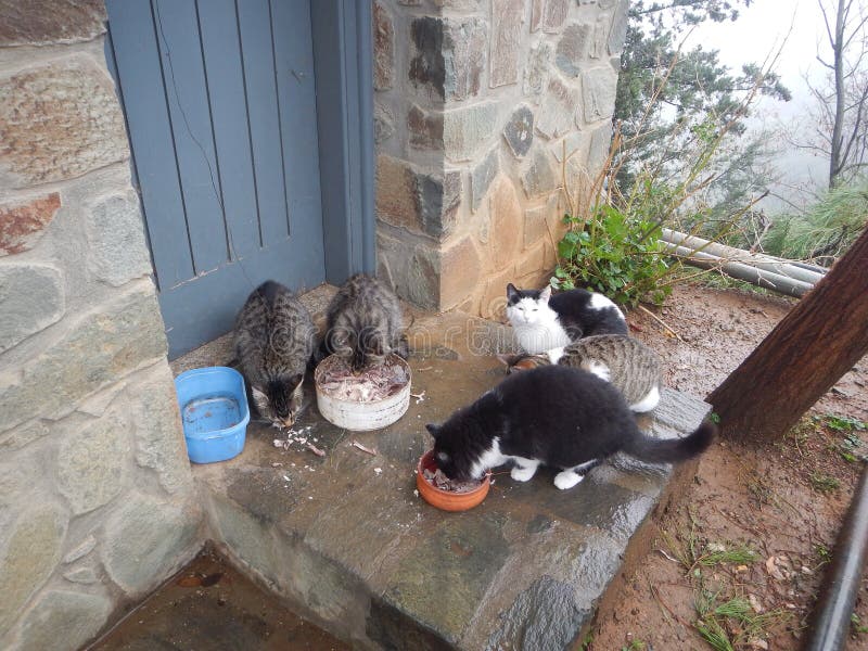 Cats Eating at the Wall of Monastery Stock Photo - Image of timios ...