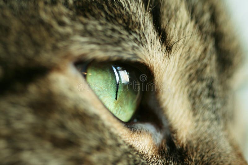 Cats having fun stock photo. Image of shorthair, shot - 48494136