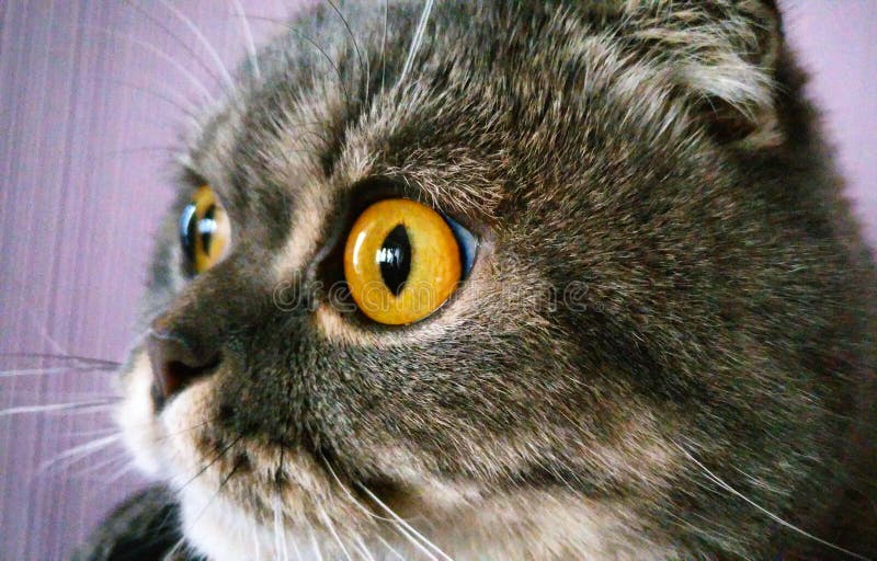 Cats eyes stock image. Image of hunting, cats, interesting - 136890121