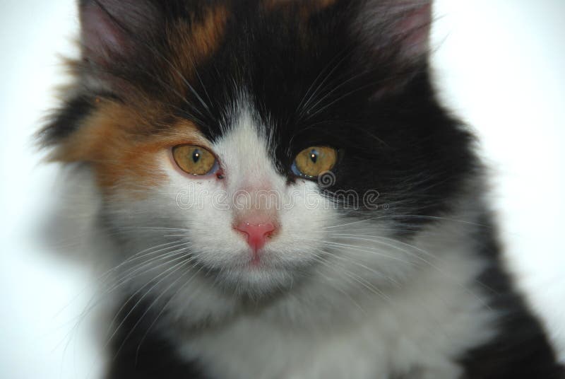 Cats Face Picture. Image: 3586873