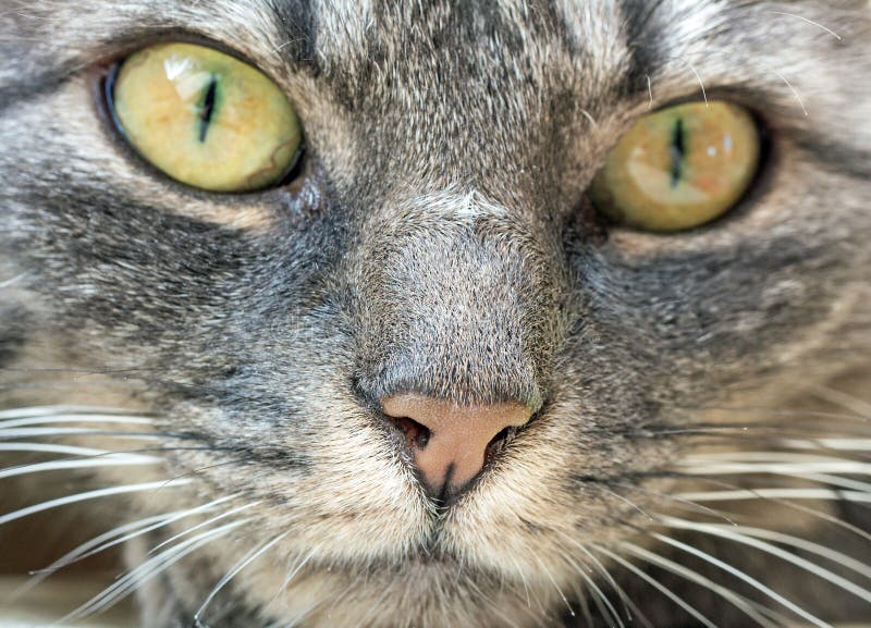 Cats face stock image. Image of macro, mammal, feline - 4315737