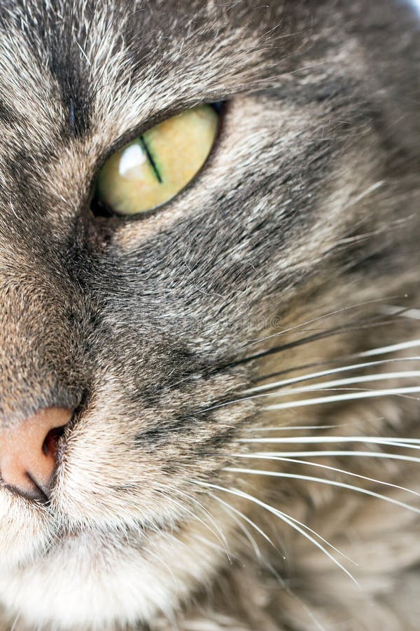 Cats face stock image. Image of portrait, green, feline - 78868781