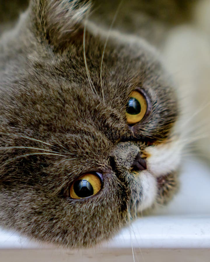 Cats Face Closeup Staring at the Camera. Stock Image - Image of exotic ...