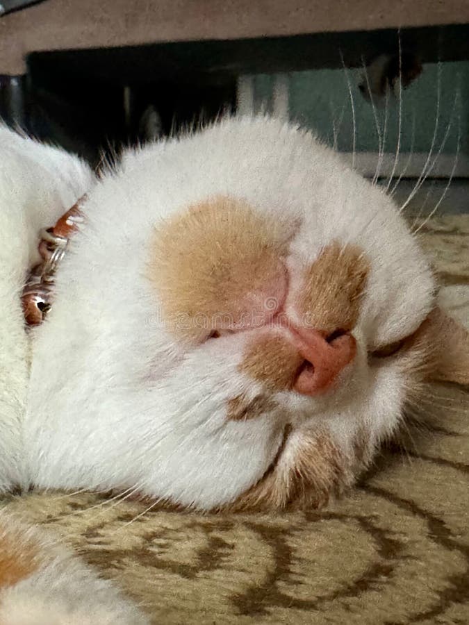Cats Face in Close-up. the Ginger Cat is Dozing on the Floor, on a ...