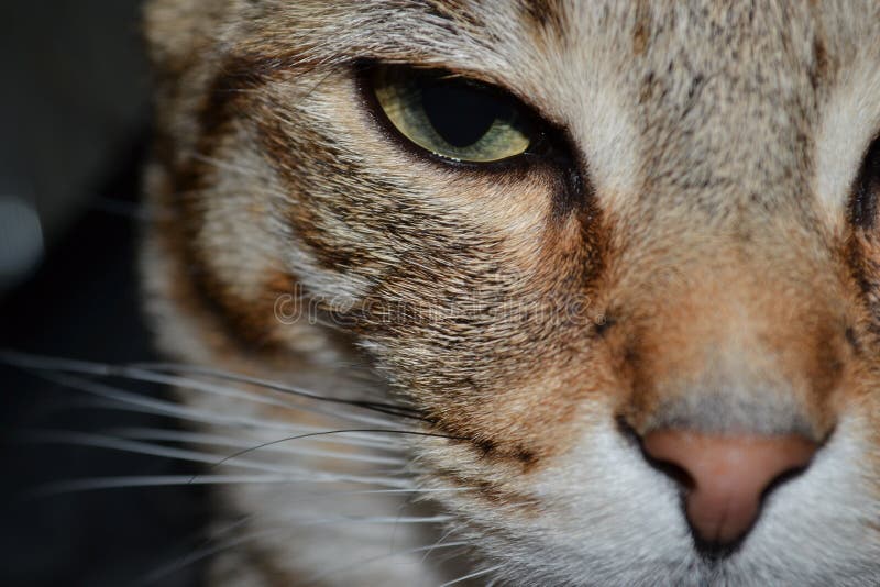 Cats face stock photo. Image of brown, details, natural - 52246982