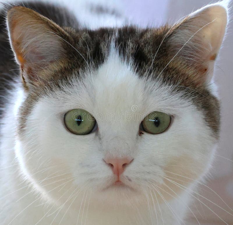 Fromfront Stock Photos - Free & Royalty-Free Stock Photos from Dreamstime