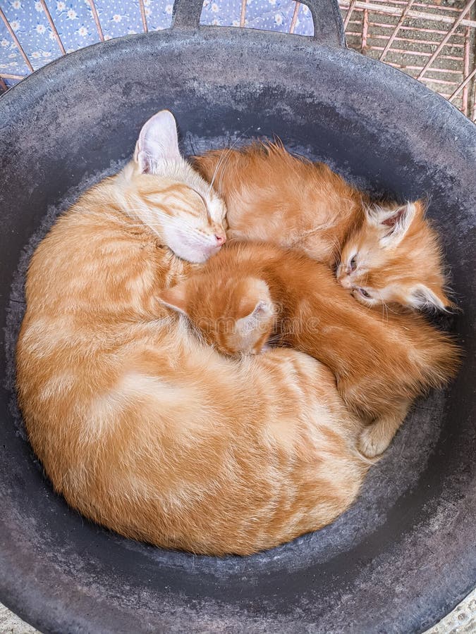 The Cats Fall Asleep between the Mother and Her Two Children Stock ...