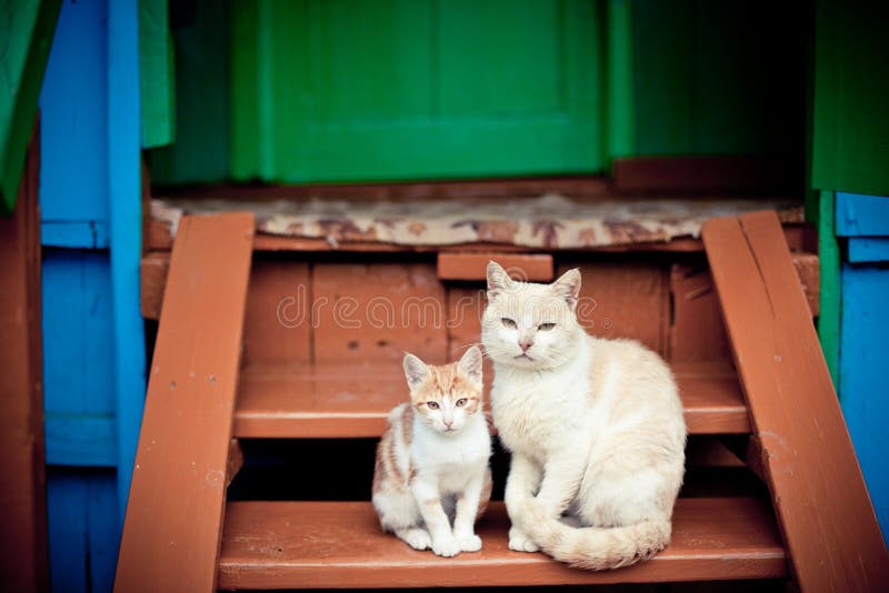 Cats Family - Father and Son Stock Photo - Image of father, clan: 21686518