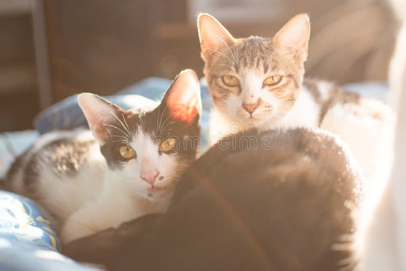 Cats family eating stock image. Image of kitty, felines - 2731471