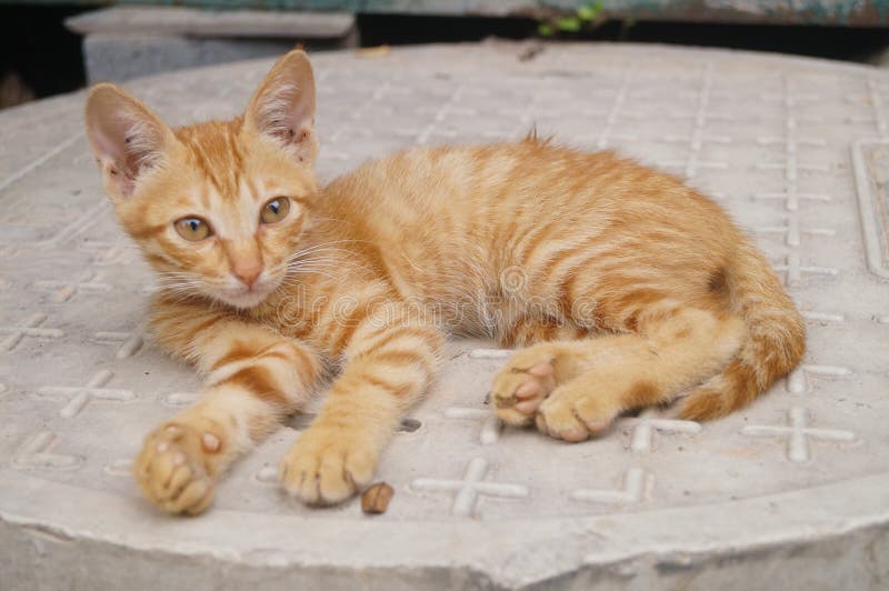 Cats stock photo. Image of outdoor, background, farm - 71934310