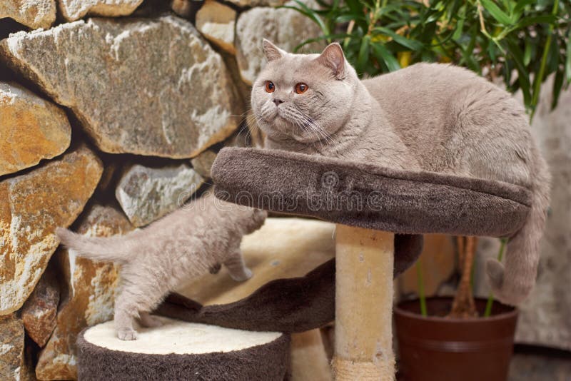Cats. Father and Son. Kitten Plays. Stock Photo - Image of family ...