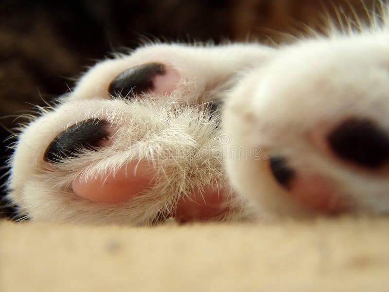 Cats feet stock image. Image of front, foot, white, animal - 2940749